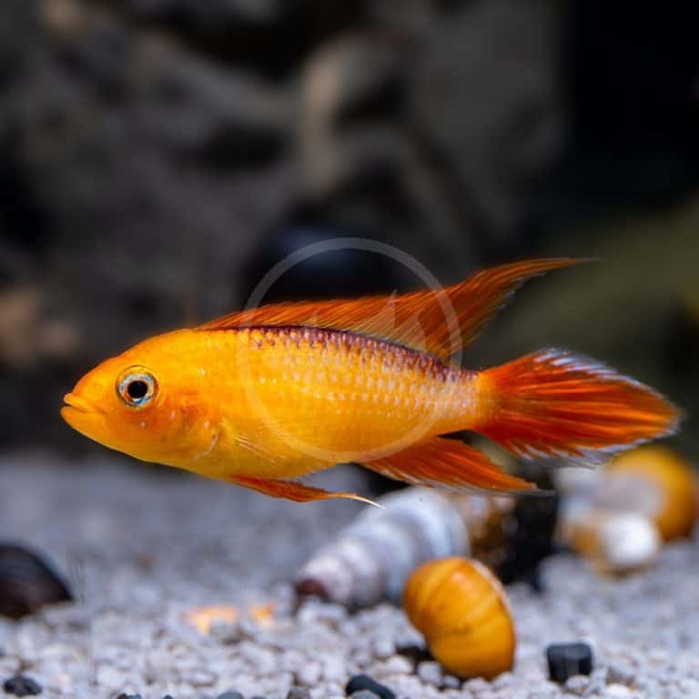 CICHLID - APISTOGRAMMA AGASSIZI FIRE RED Apistogramma cf. agassizii ...