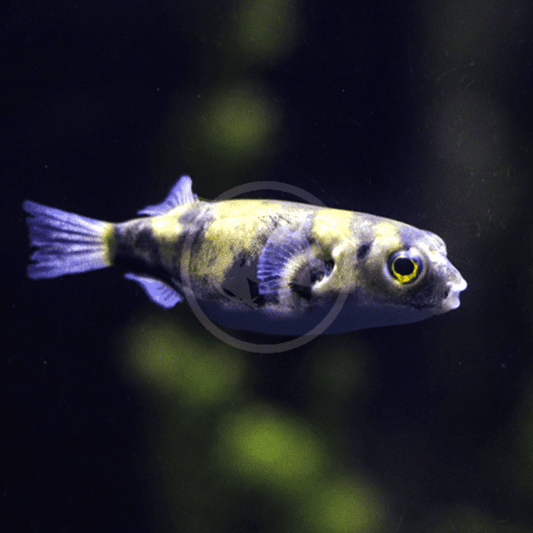 "Freshwater" Puffers - Aquatics Unlimited