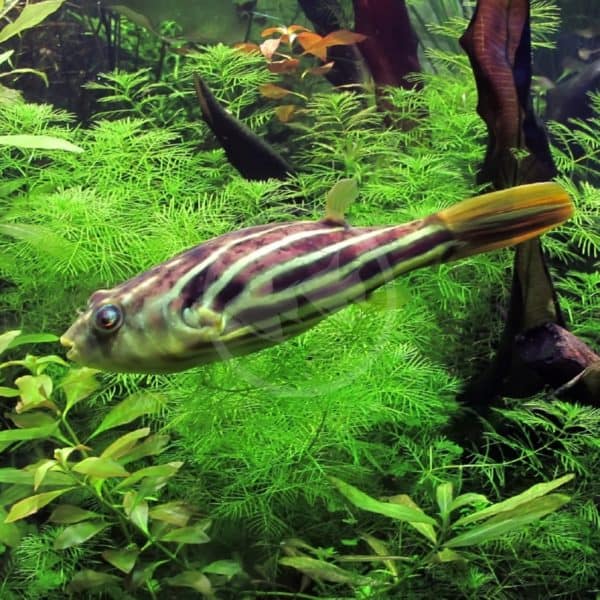 "Freshwater" Puffers - Aquatics Unlimited
