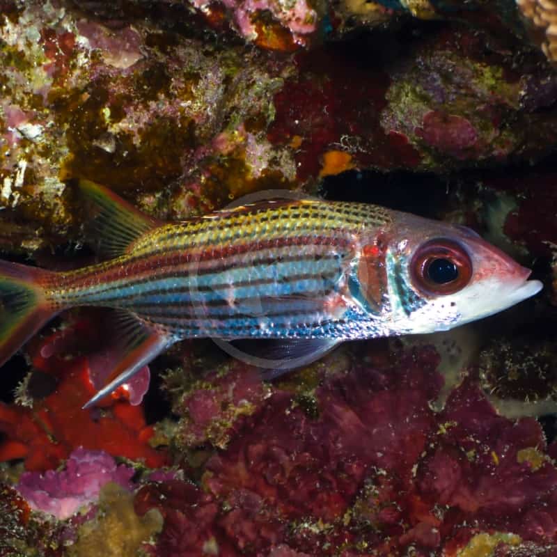 SQUIRREL - CLEARFIN Neoniphon argenteus - Aquatics Unlimited