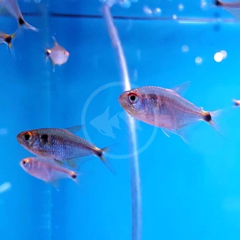 TETRA - HATCHETFISH SILVER Gasteropelecus sternicla - Aquatics Unlimited