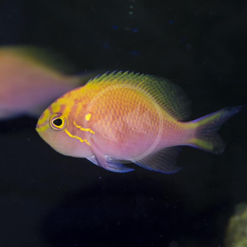 Anthias Archives - Aquatics Unlimited