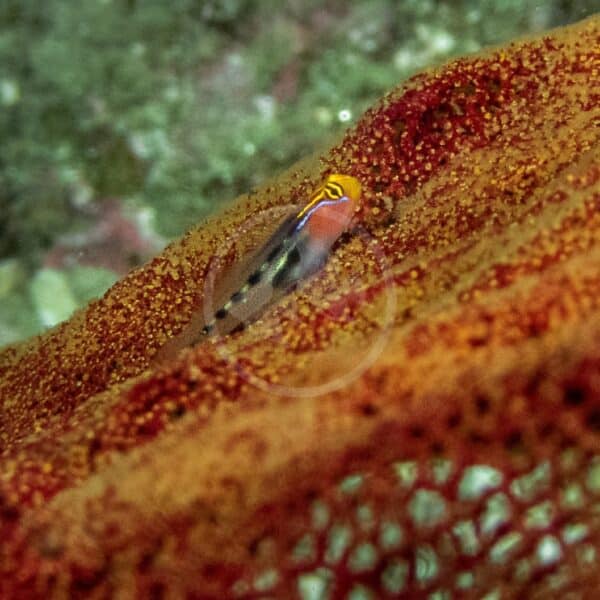 DAMSEL - GOLDTAIL Chrysiptera arnazae - Aquatics Unlimited