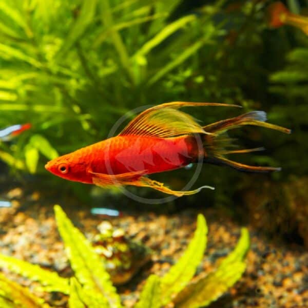 SWORDTAIL - HIFIN LYRETAIL Xiphophorous hellerii - Aquatics Unlimited