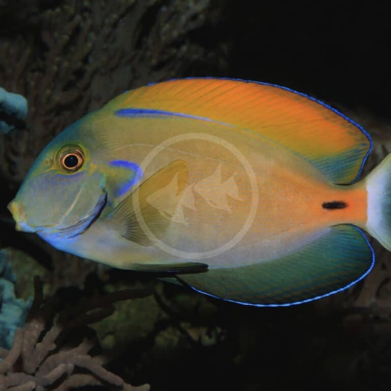 HOGFISH - PEPPERMINT CANDYCANE Bodianus sepiacaudus - Aquatics Unlimited