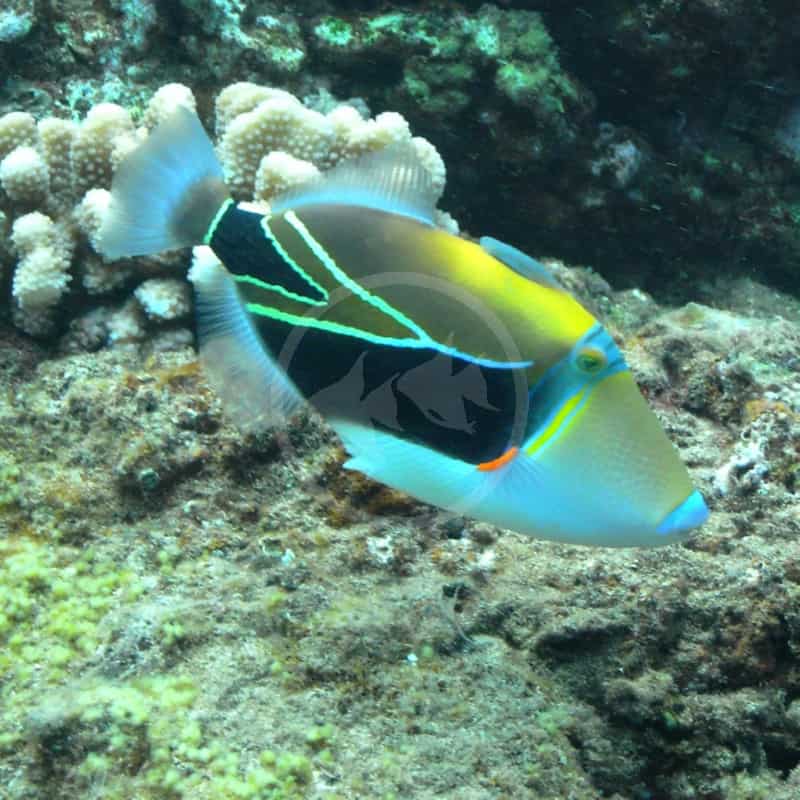 TRIGGER - HUMU RECTANGLE Rhinecanthus rectangulus - Aquatics Unlimited