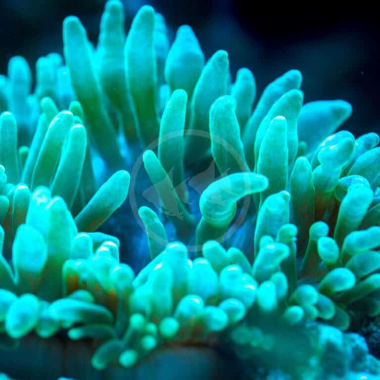ANEMONE - BUBBLE TIP GREEN Entacmaea quadricolor - Aquatics Unlimited