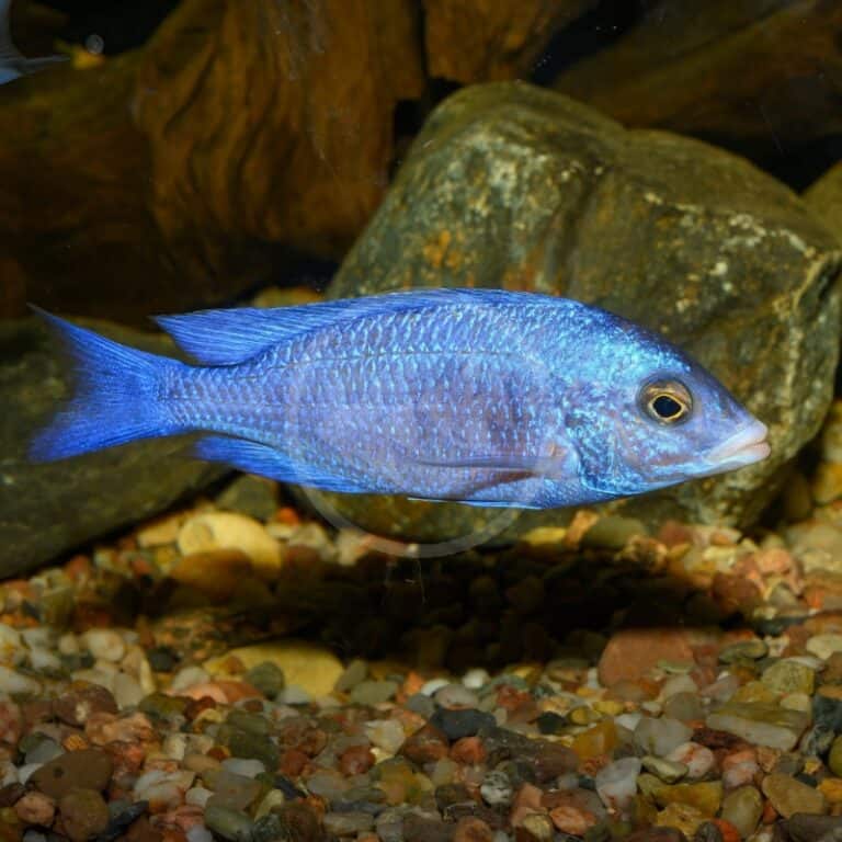 Cichlids - African Archives - Aquatics Unlimited