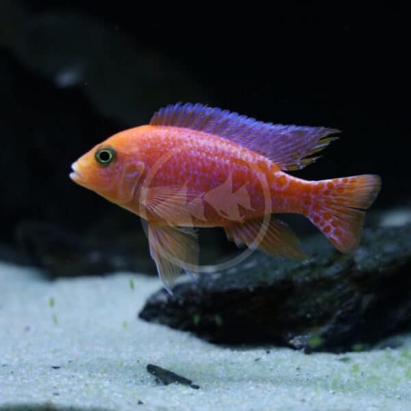 Cichlids - African Archives - Aquatics Unlimited