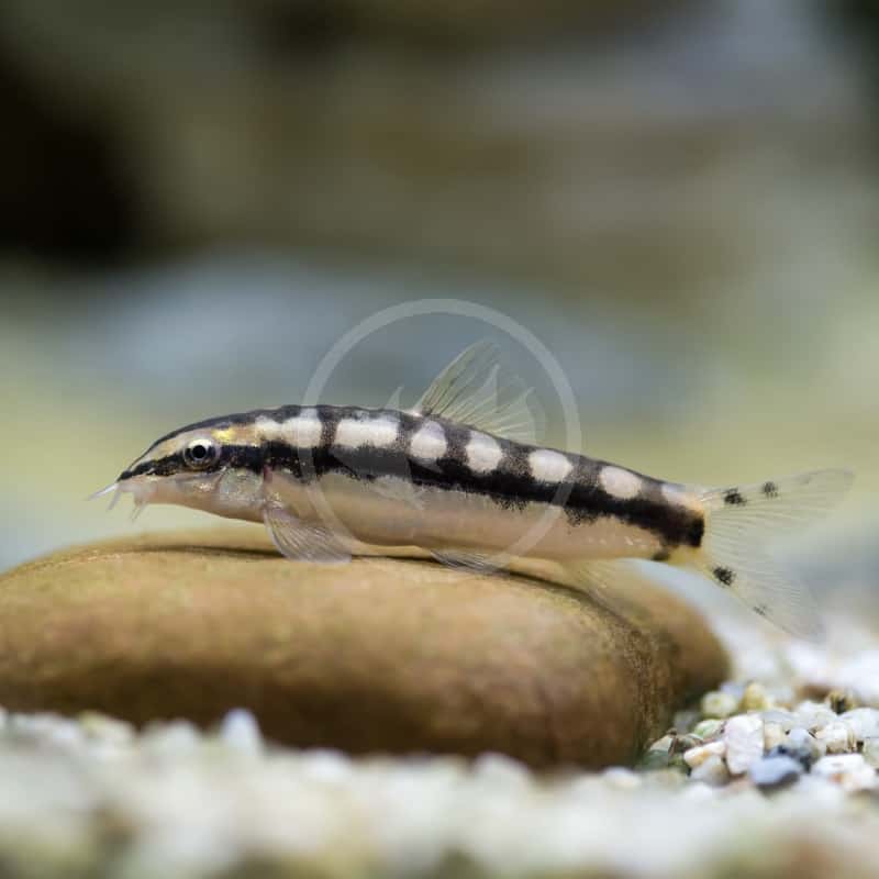 LOACH - BOTIA SIDTHIMUNKI / DWARF CHAIN Ambastaia sidthimunki ...