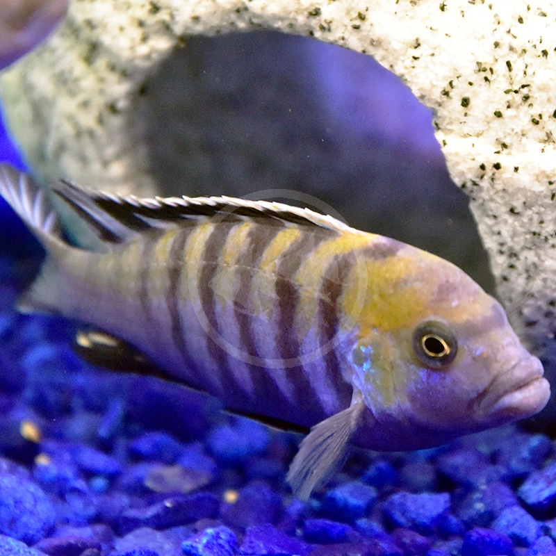 CICHLID - DOGTOOTH AFRA COBUE Cynotilapia afra "Cobue" - Aquatics Unlimited