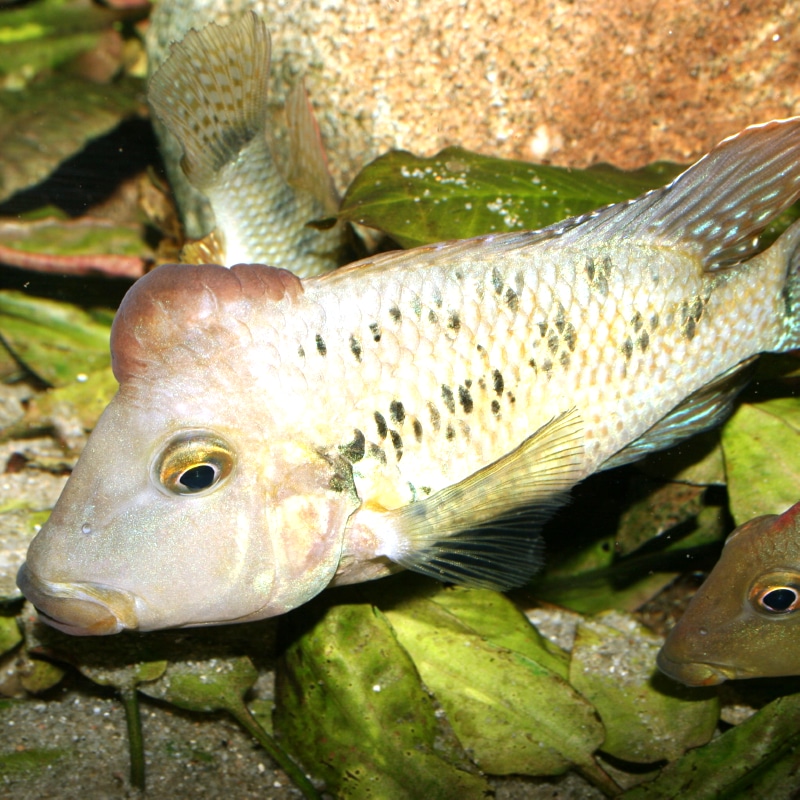 CICHLID - GEOPHAGUS RED HUMP Geophagus steindachneri - Aquatics Unlimited