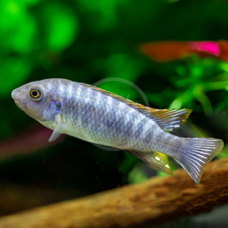 CICHLID - TREWAVASAE Labeotropheus trewavasae - Aquatics Unlimited
