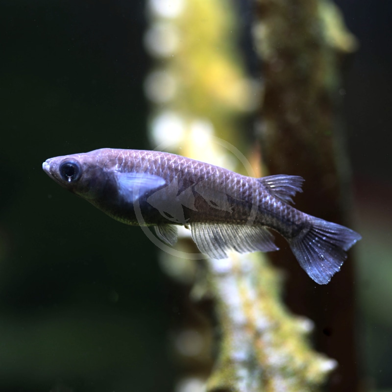 MISC - RICE FISH BLACK MIDNIGHT Oryzias buntigi - Aquatics Unlimited