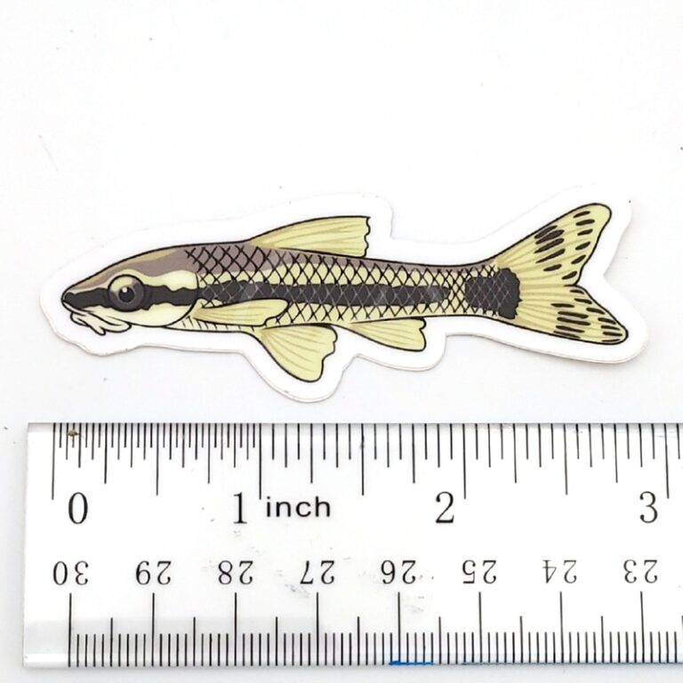 AQUARIUM FISH STICKER - Aquatics Unlimited