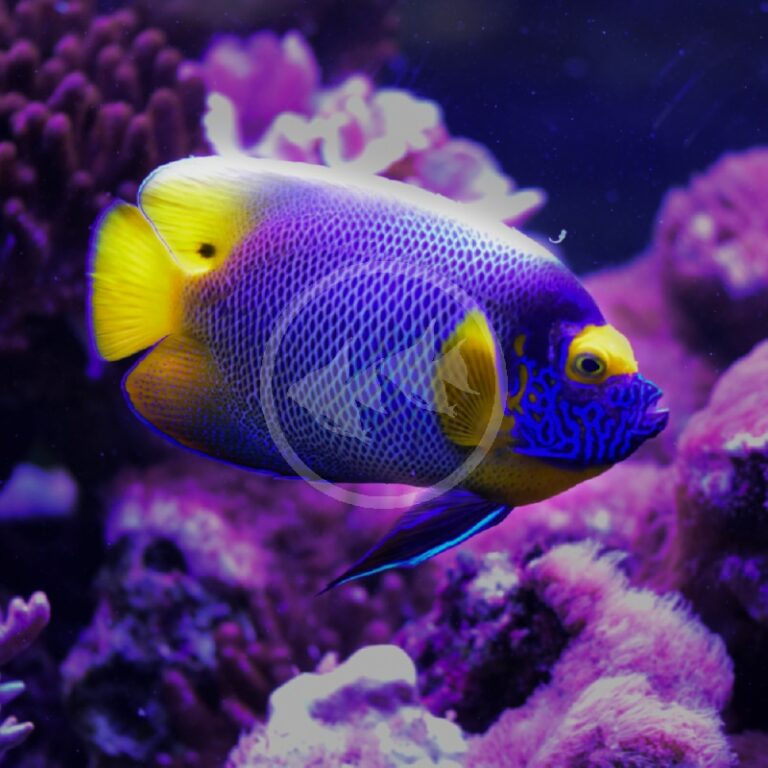 ANGEL - BLUE FACE Pomacanthus xanthometopon - Aquatics Unlimited