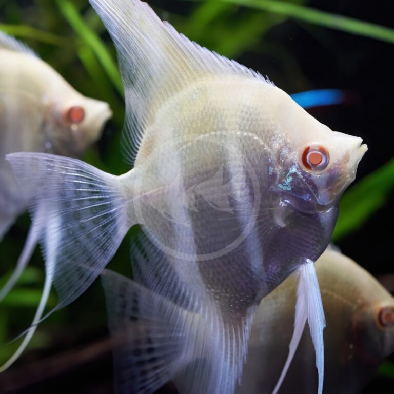 ANGELFISH - FW ALBINO PERUVIAN ALTUM Pterophyllum scalare - Aquatics ...