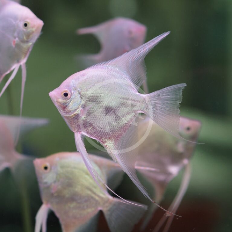 ANGELFISH - FW PLATINUM Pterophyllum scalare - Aquatics Unlimited