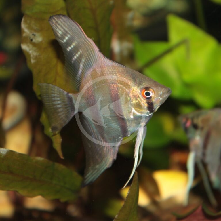 ANGELFISH - FW SILVER Pterophyllum scalare - Aquatics Unlimited