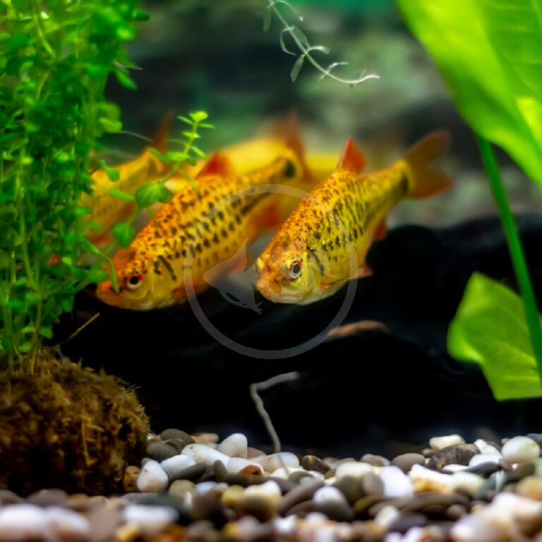 BARB - GOLD Barbodes semifasciolatus - Aquatics Unlimited