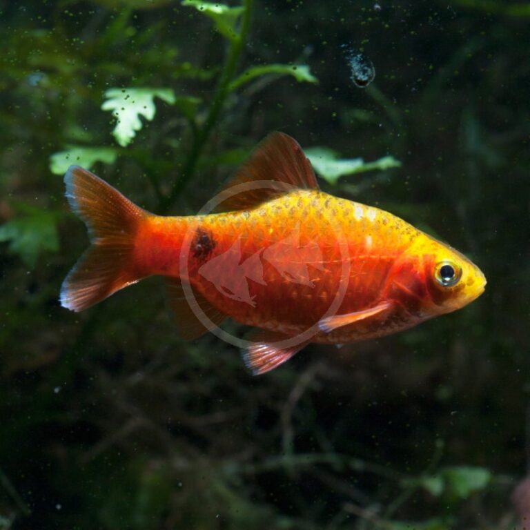 BARB - ROSY GLASS / NEON Pethia conchonius - Aquatics Unlimited