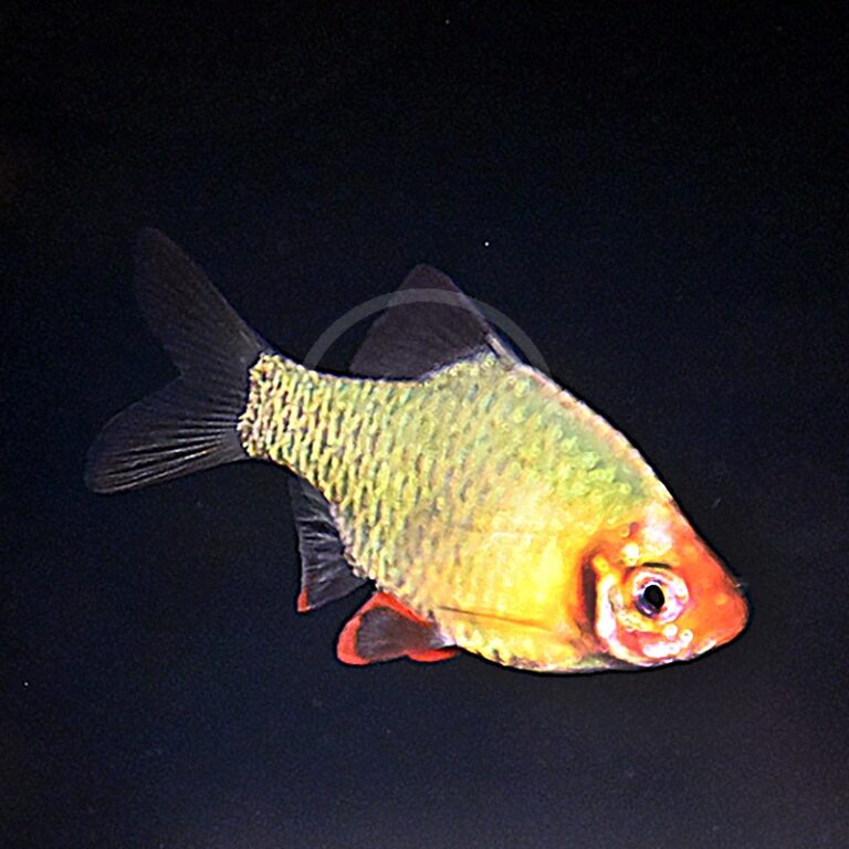 BARB - TIGER PLATINUM GREEN Puntigrus tetrazona - Aquatics Unlimited