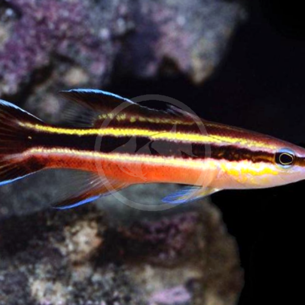 GOURAMI - PARADISE BLUE / RED Macropodus opercularis - Aquatics Unlimited
