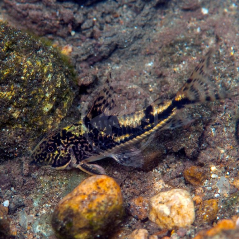 CATFISH - CORY BANDED / BEARDED Scleromystax barbatus - Aquatics Unlimited