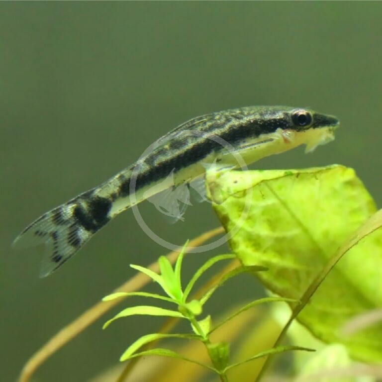 CATFISH - OTOCINCLUS Otocinclus vittatus - Aquatics Unlimited
