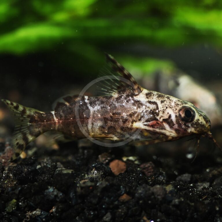CATFISH - SYNODONTIS PETRICOLA Synodontis petricola - Aquatics Unlimited