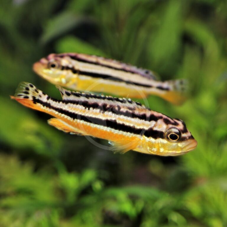 CICHLID - AURATUS Melanochromis auratus - Aquatics Unlimited