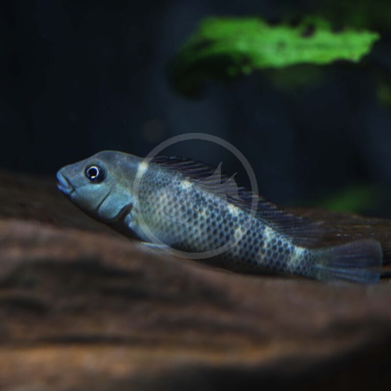 CICHLID - BUFFALO HEAD Steatocranus casuarius - Aquatics Unlimited