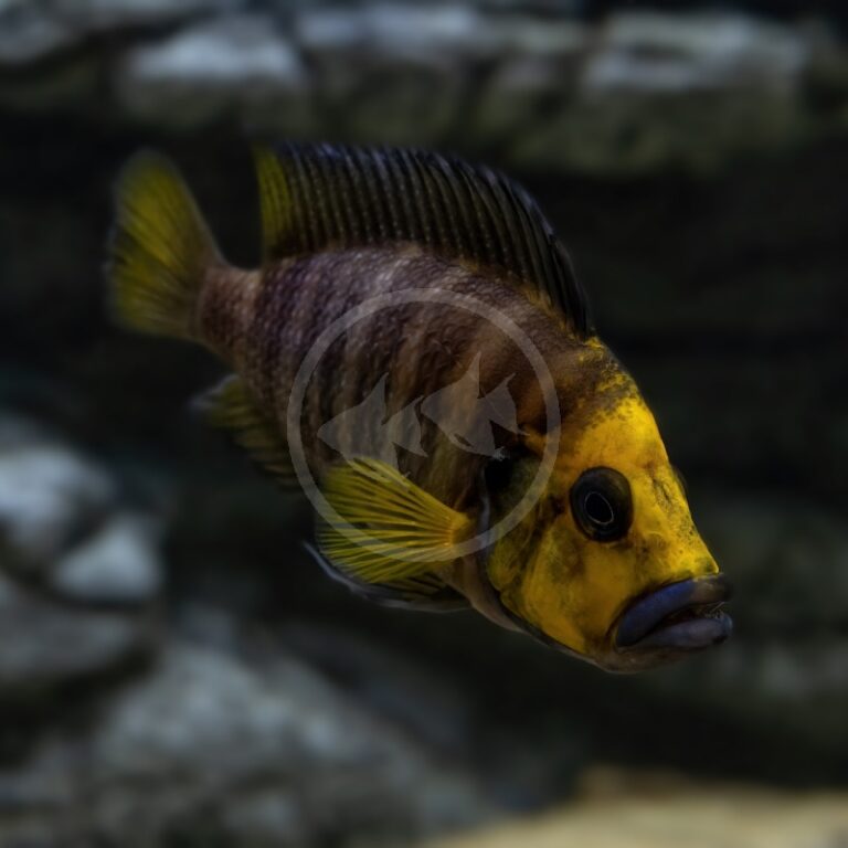 CICHLID - HAP BLUE DOLPHIN Cyrtocara moorii - Aquatics Unlimited