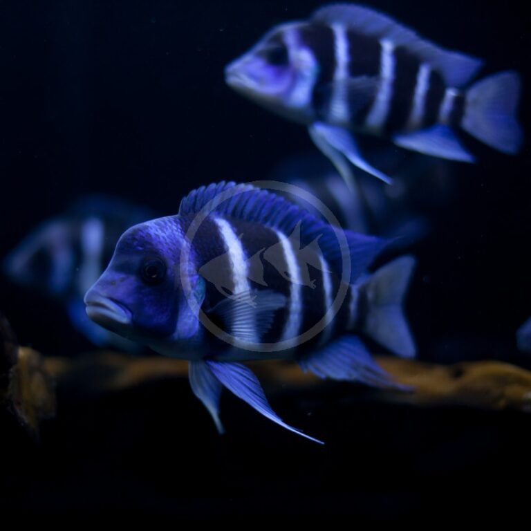 CICHLID - FRONTOSA MPIMBWE BLUE Cyphotilapia gibberosa "Mpimbwe ...