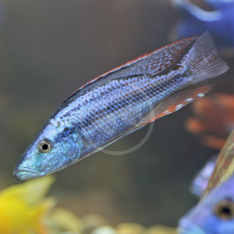 CICHLID - HAP RED EMPRESS Protomelas taeniolatus - Aquatics Unlimited