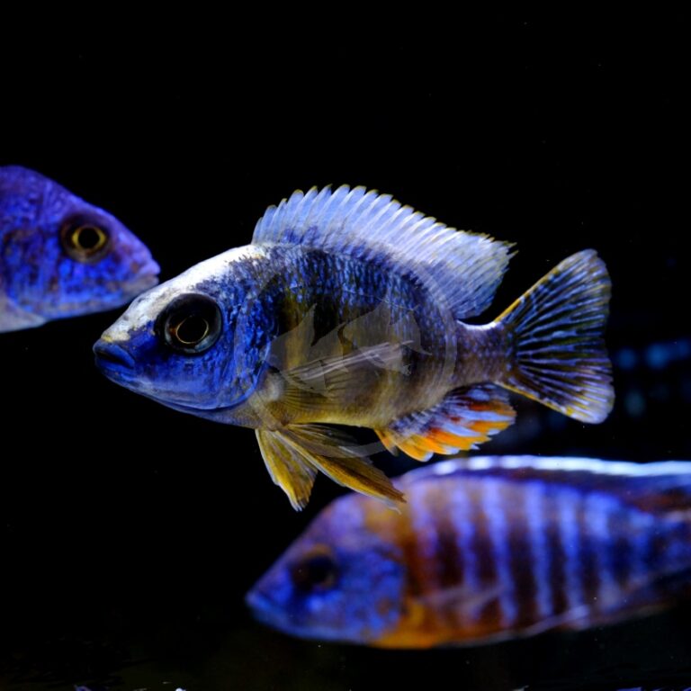 CICHLID - HAP TAIWAN REEF Protomelas sp. "Steveni Taiwan" - Aquatics ...