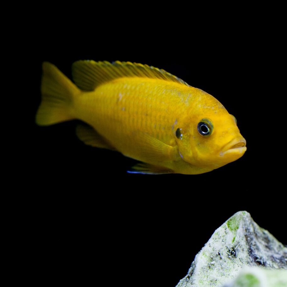 CICHLID - MSOBO MAGUNGA Metriaclima sp. "msobo" - Aquatics Unlimited
