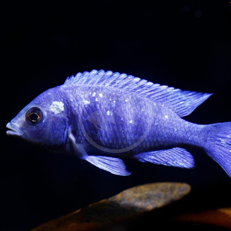 CICHLID - STAR SAPPHIRE Placidochromis phenochilus "Tanzania ...