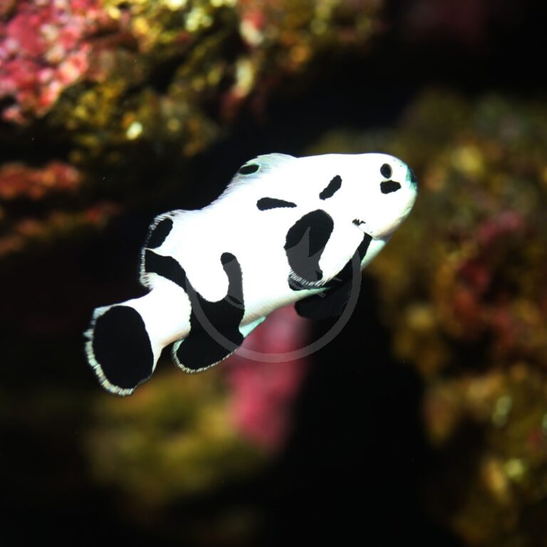 CLOWN - BLACK STORM AQUACULTURED Amphiprion ocellaris - Aquatics Unlimited