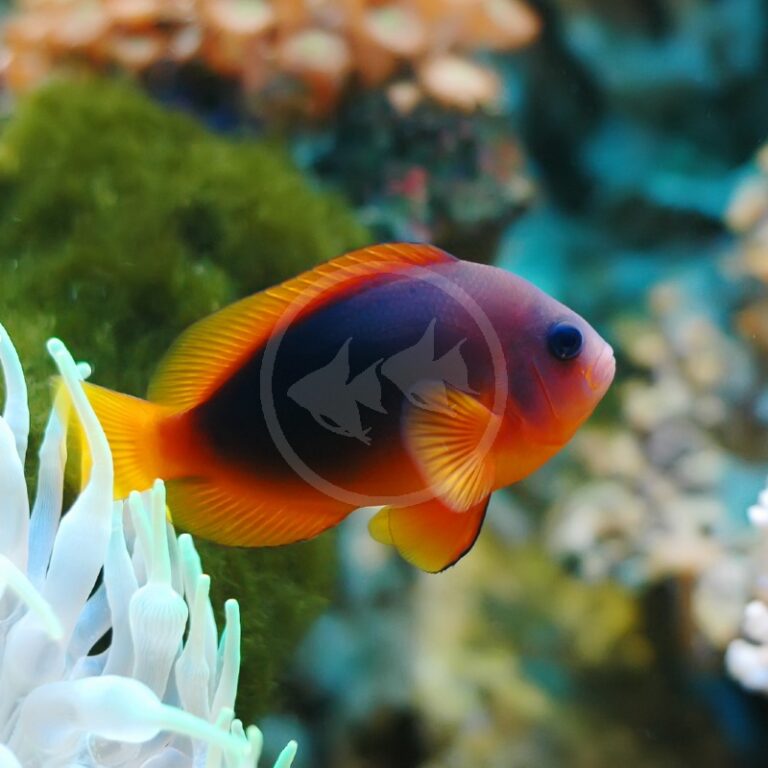 CLOWN - CINNAMON NAKED CAPTIVE BRED Amphiprion melanopus - Aquatics ...