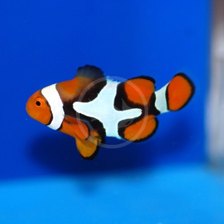 CLOWN - BLACK STORM PAIR AQUACULTURED Amphiprion ocellaris - Aquatics ...