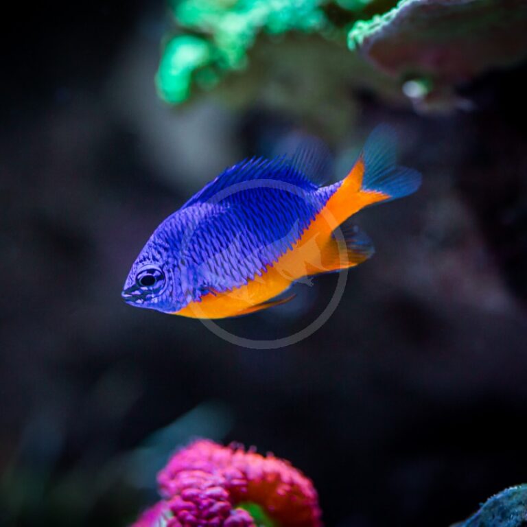DAMSEL - AZURE Chrysiptera hemicyanea - Aquatics Unlimited