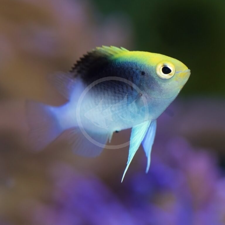 DAMSEL - BLACK CAP Chrysiptera rollandi - Aquatics Unlimited