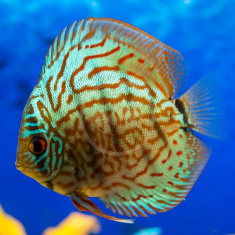 DISCUS - PIGEON BLOOD Symphysodon sp. - Aquatics Unlimited