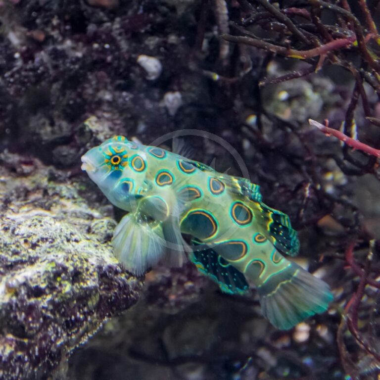 DRAGONET - SPOTTED MANDARIN Synchiropus picturatus - Aquatics Unlimited