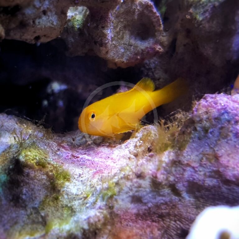 GOBY - CLOWN YELLOW Gobiodon okinawae - Aquatics Unlimited
