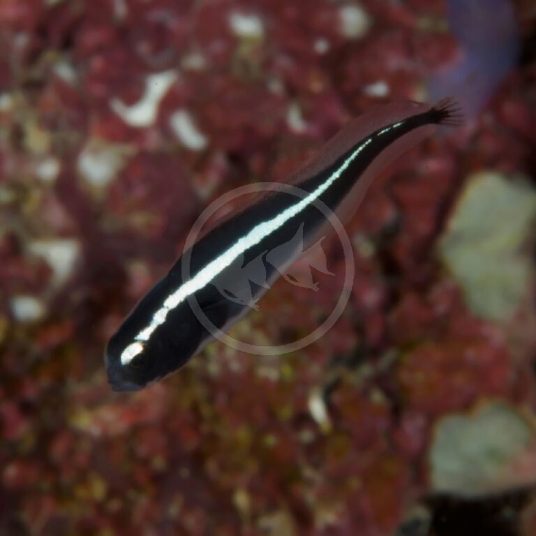 GOBY - ENGINEER Pholidichthys leucotaenia - Aquatics Unlimited