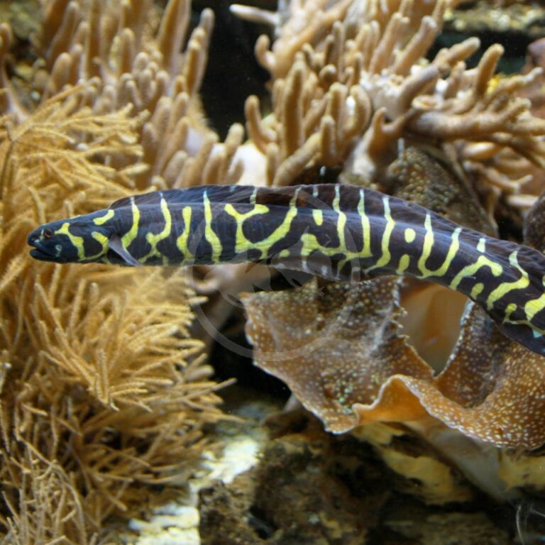 GOBY - ENGINEER Pholidichthys leucotaenia - Aquatics Unlimited