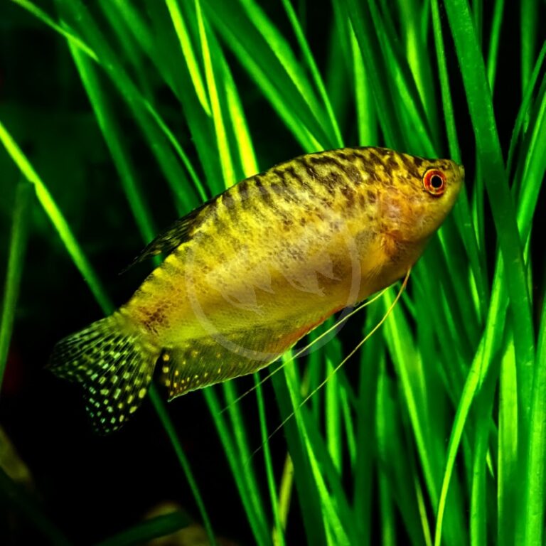 GOURAMI - DWARF RAINBOW Trichogaster lalius - Aquatics Unlimited