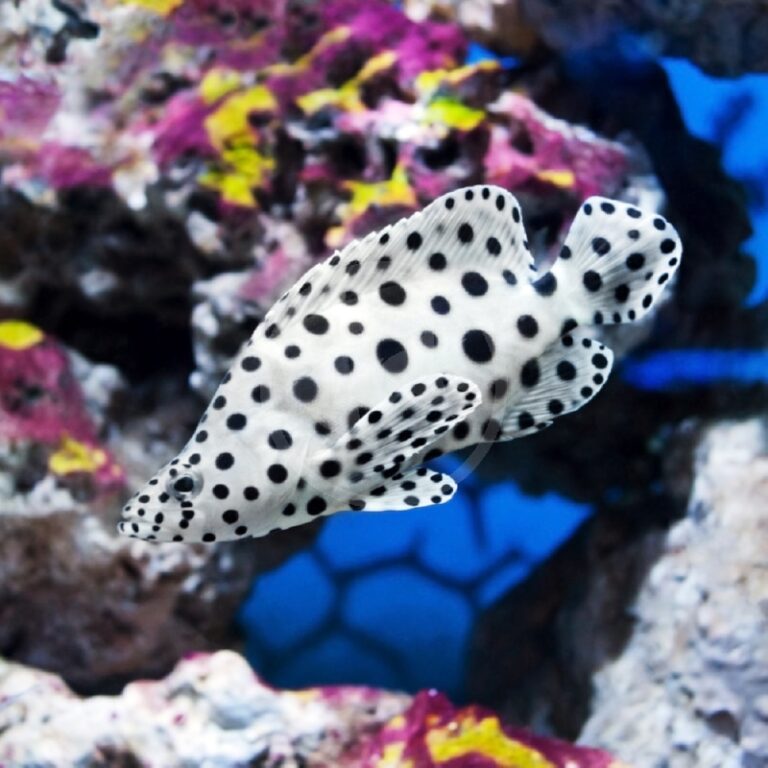 GROUPER - PANTHER Cromileptes altivelis - Aquatics Unlimited